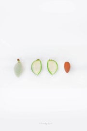 Persian Green Almonds (Chaghaleh Badoom) - Family Spice